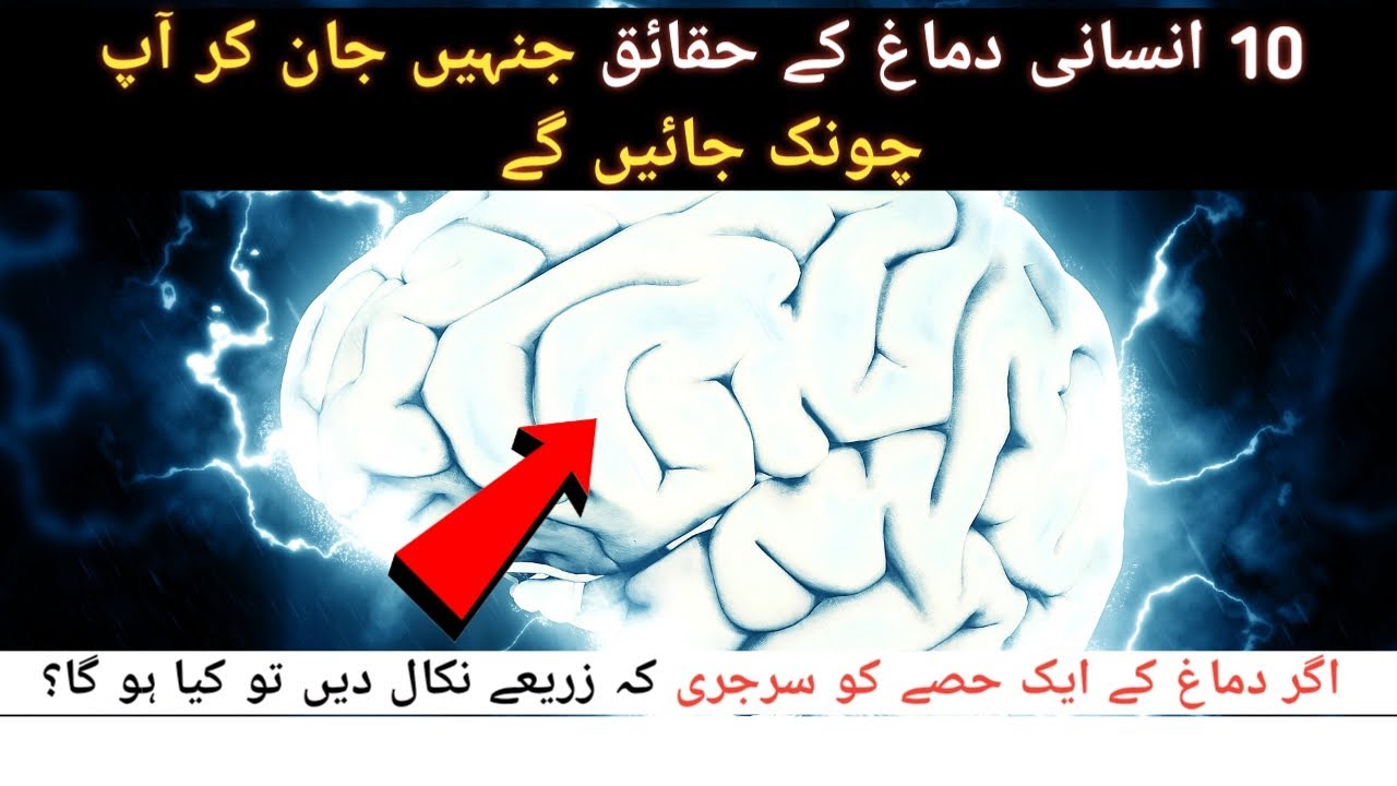 10 Mind Blowing Facts About Human Brain You Will Be Shocked To Know 10-mind-blowing-facts-about-human-brain-you-will-be-shocked-to-know
