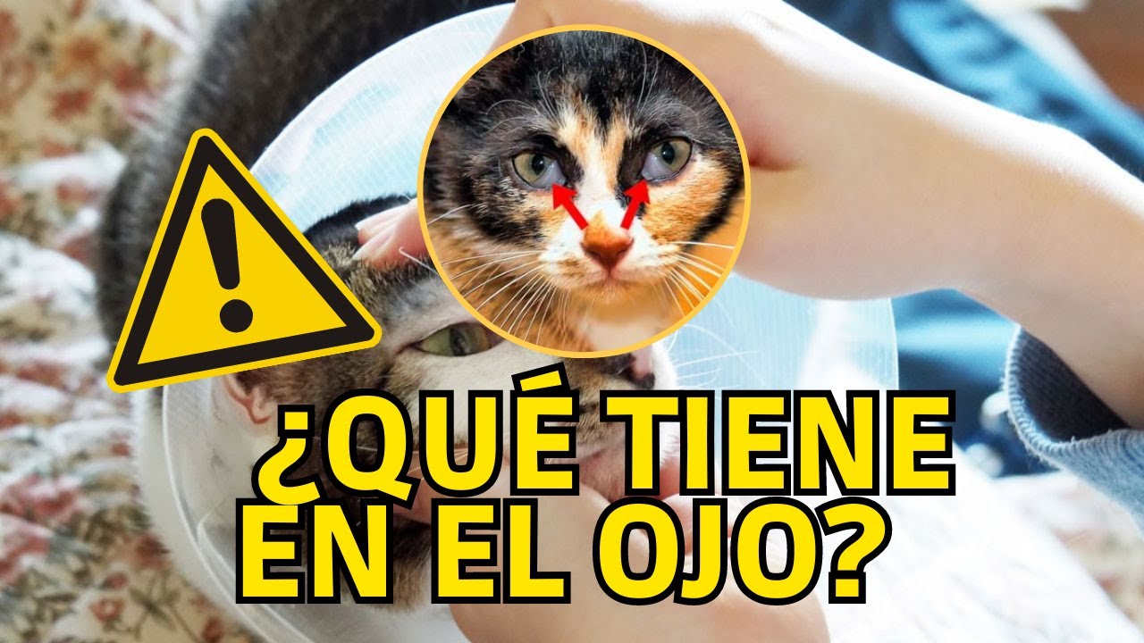 ¿QUÉ TIENE MI GATO EN EL OJO? | Enfermedades oculares en gatos - YouTube