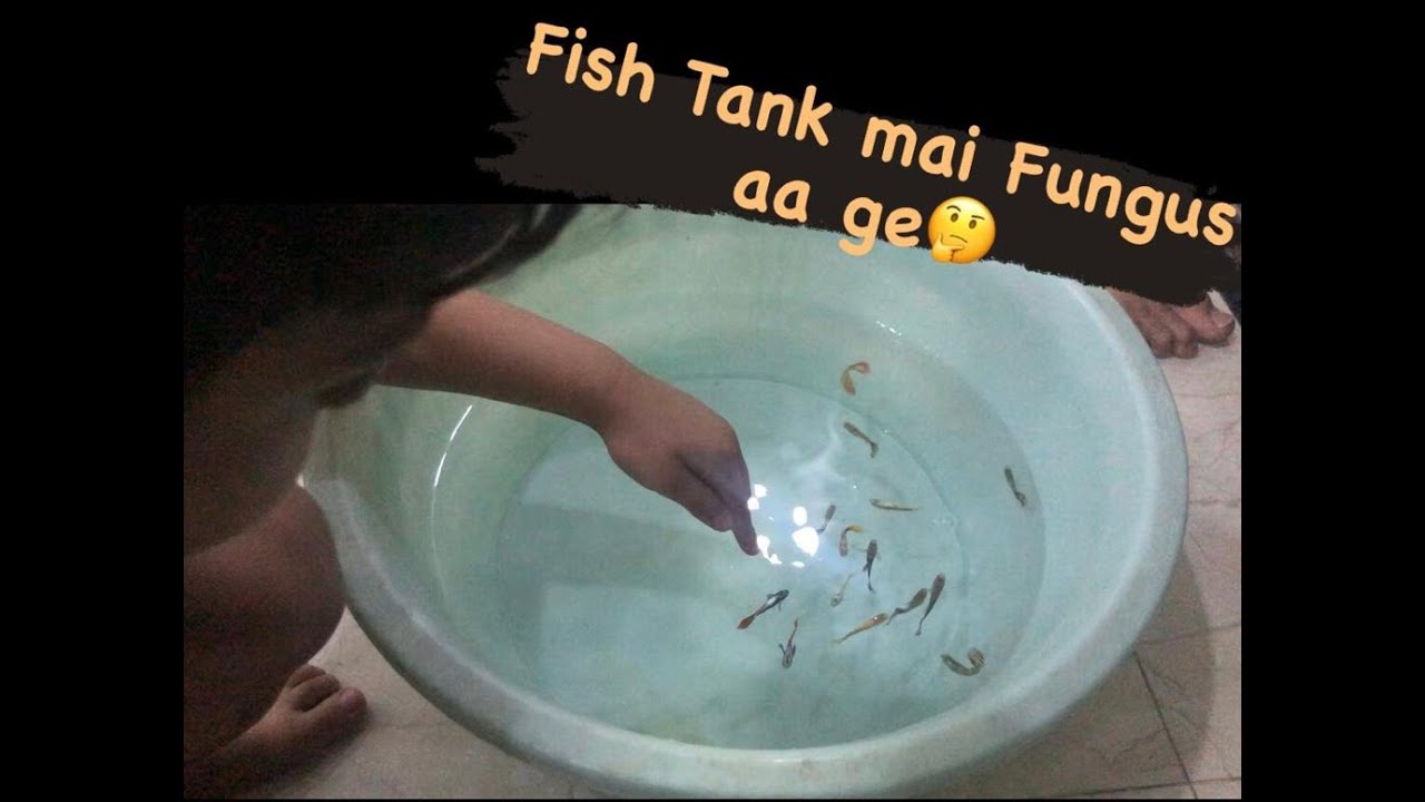Fish Tank Mai Fungus Aa Ge || Fungus In Fish Aquarium - YouTube