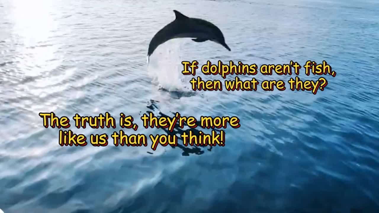 Why Are Dolphins Mammals and Not Fish? - YouTube