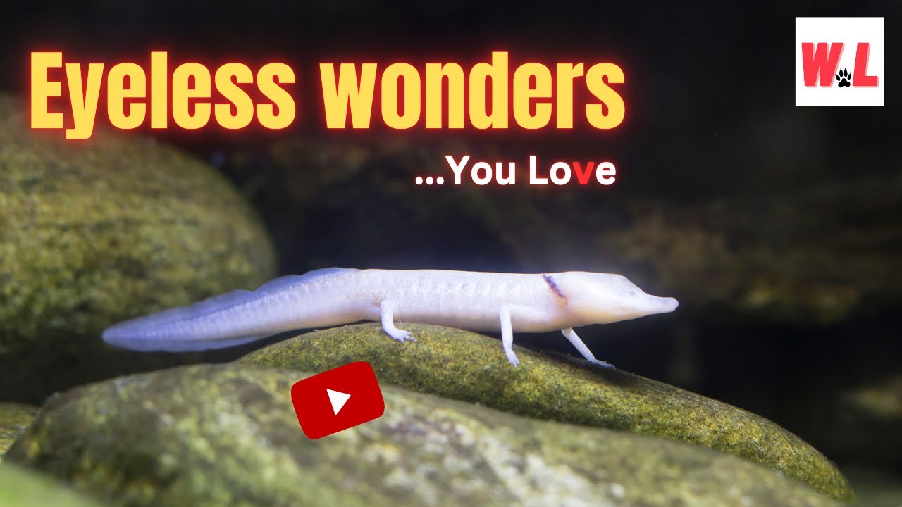 Famous Blind Animals You Love To Know - YouTube