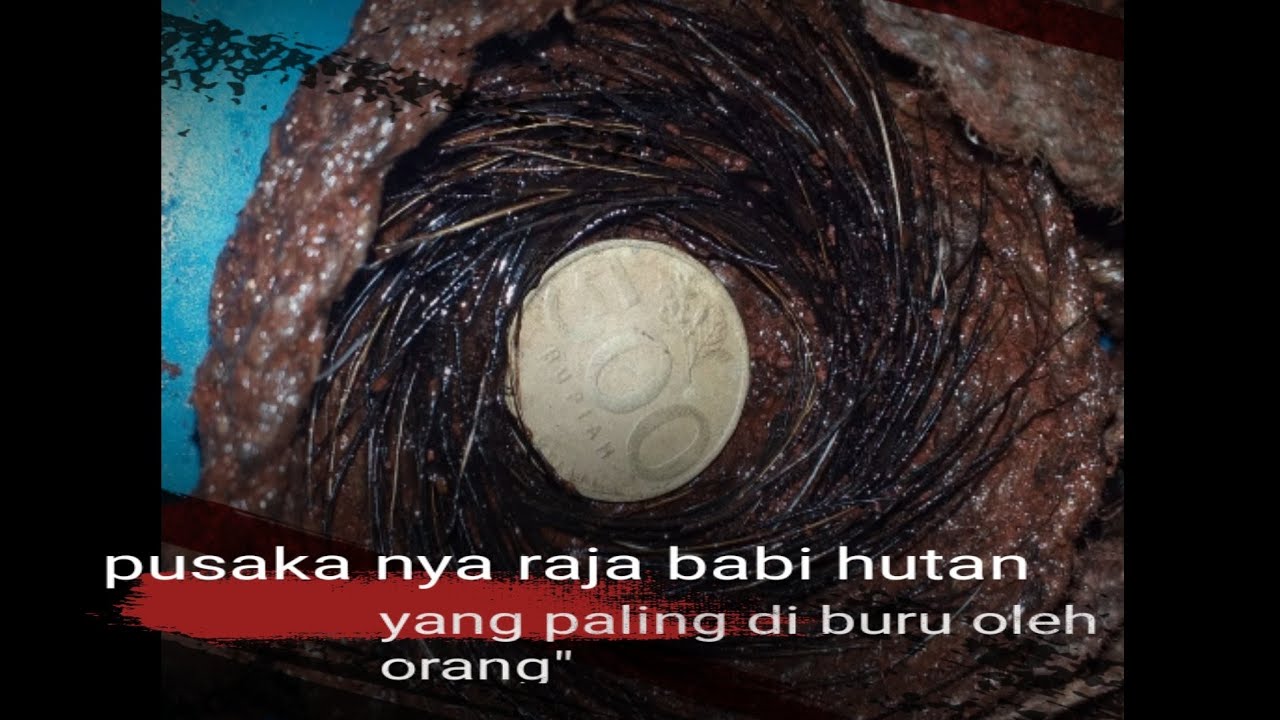 asal usul rantai babi dan edukasi mengenai benda mistis ini ( samban ...