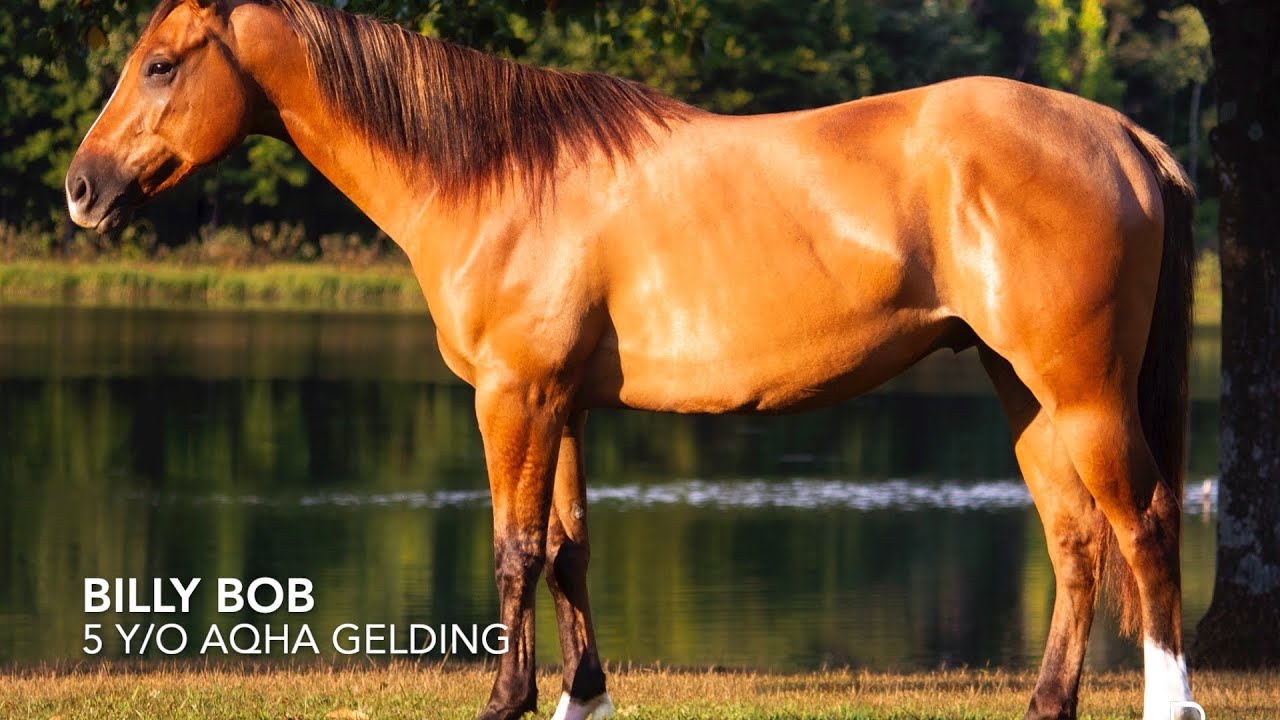 Beaver Ranch- Billy Bob - YouTube