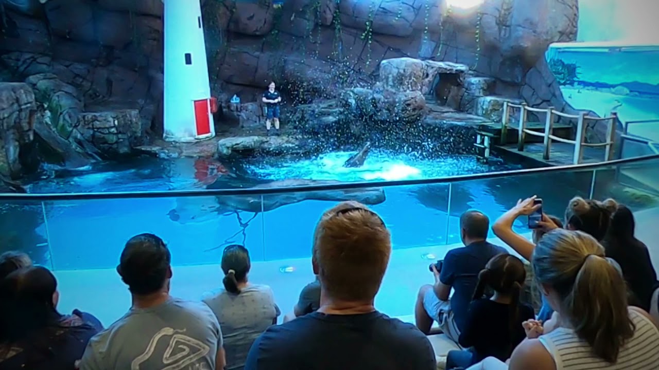 Sea Lion Show @ SEA LIFE Sunshine Coast Aquarium, Mooloolaba ...