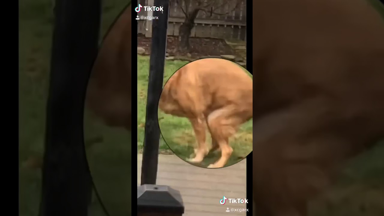 Shit Poops For Real (Dog Reverse Pooping) - YouTube