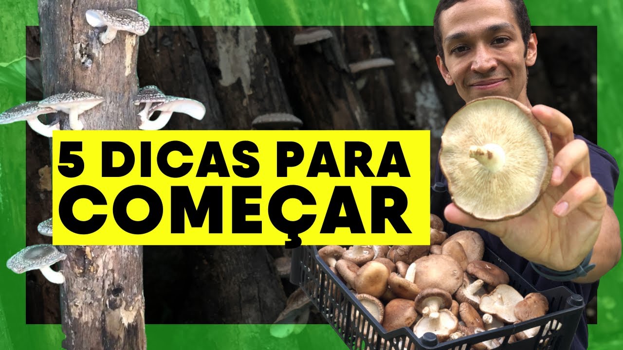 COMECE SUA PRODUÇÃO DE COGUMELOS SHITAKE - 5 DICAS PARA CULTIVAR NO ...