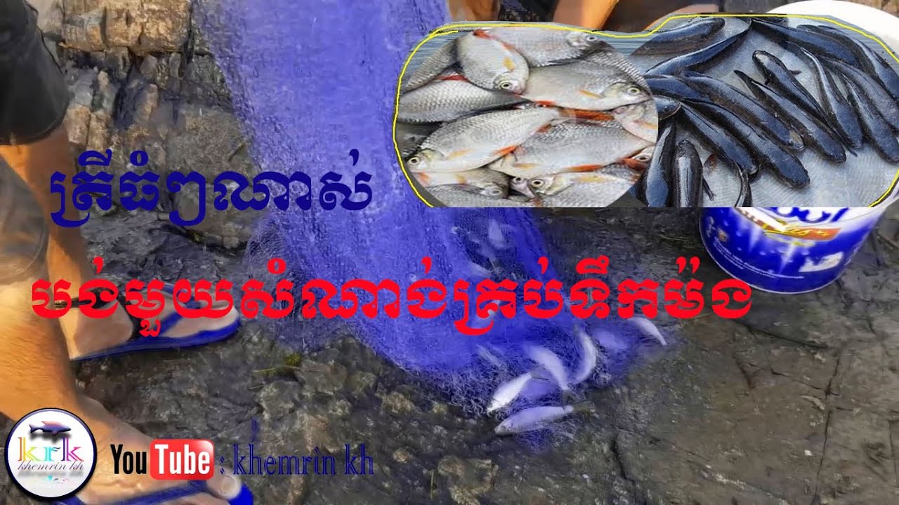 fish in Cambodia . - YouTube