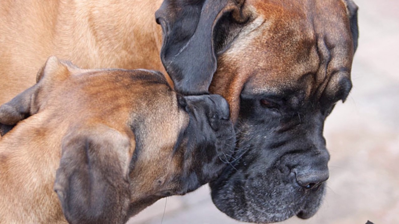 Tribute to Ludo - YouTube