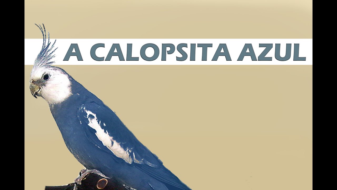 O que é a tão falada calopsita AZUL? - YouTube