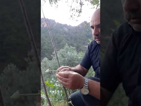 SUMAK AĞACI AŞILAMA