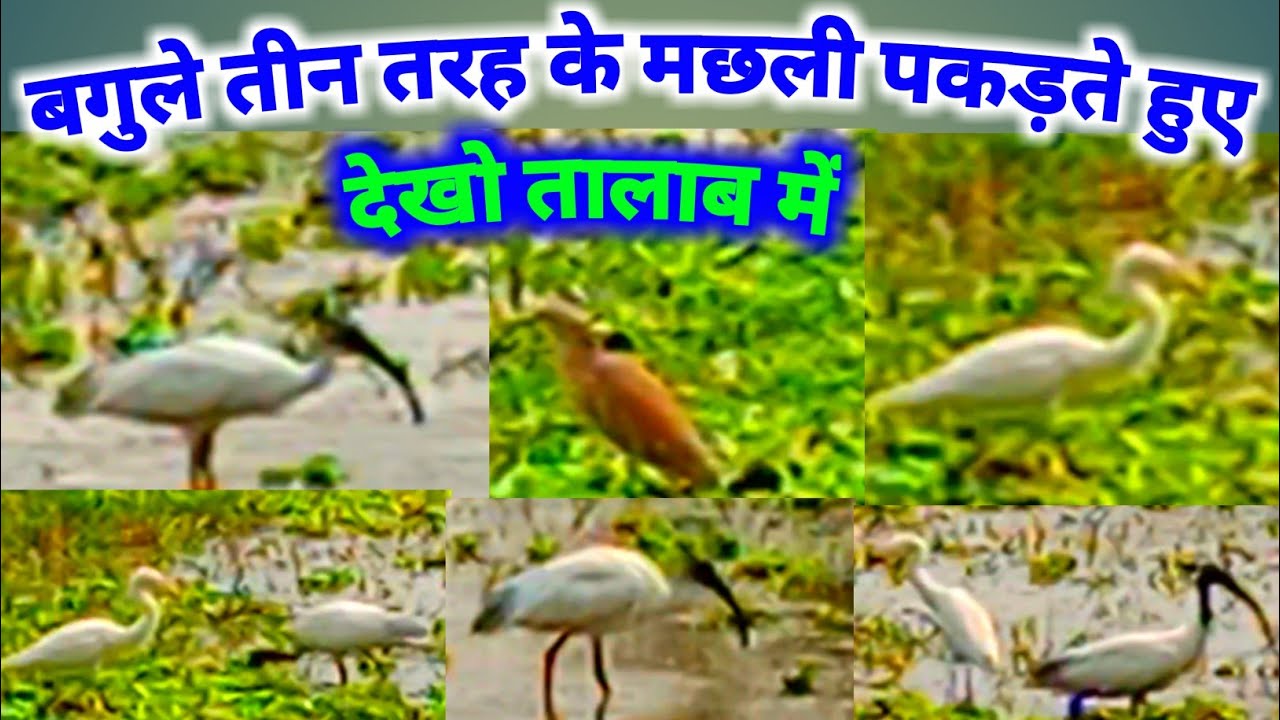 बगुले तीन तरह के मछली पकड़ते हुए ,Bagula three type, Great Egret, Long ...