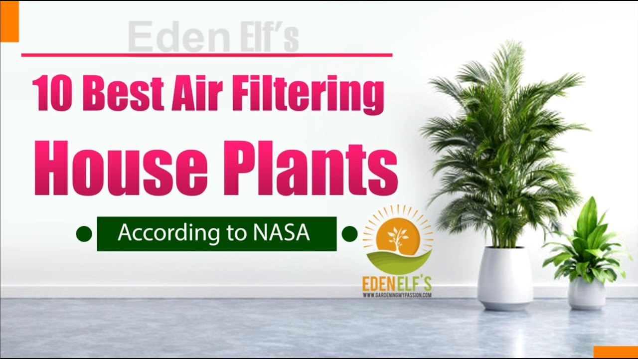 NASA Approved Houseplants for Improving Indoor Air Quality|10 Best Air ...