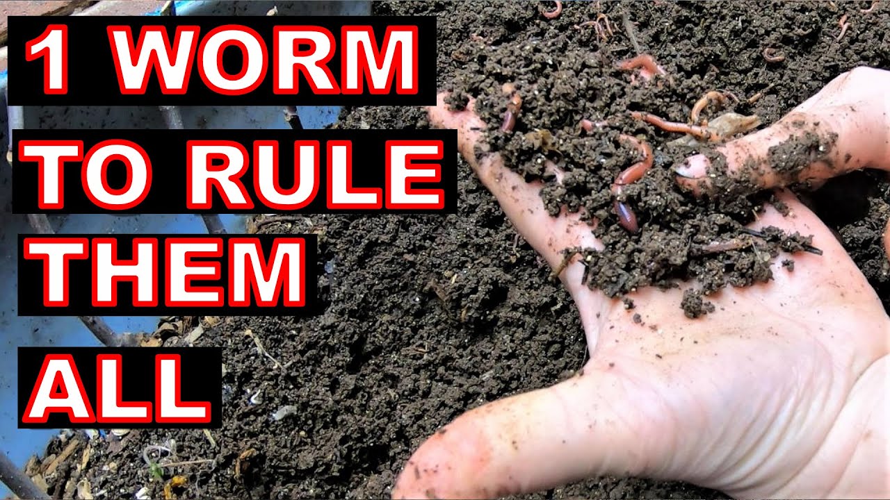 If I could only have ONE kind of Compost Worm - YouTube