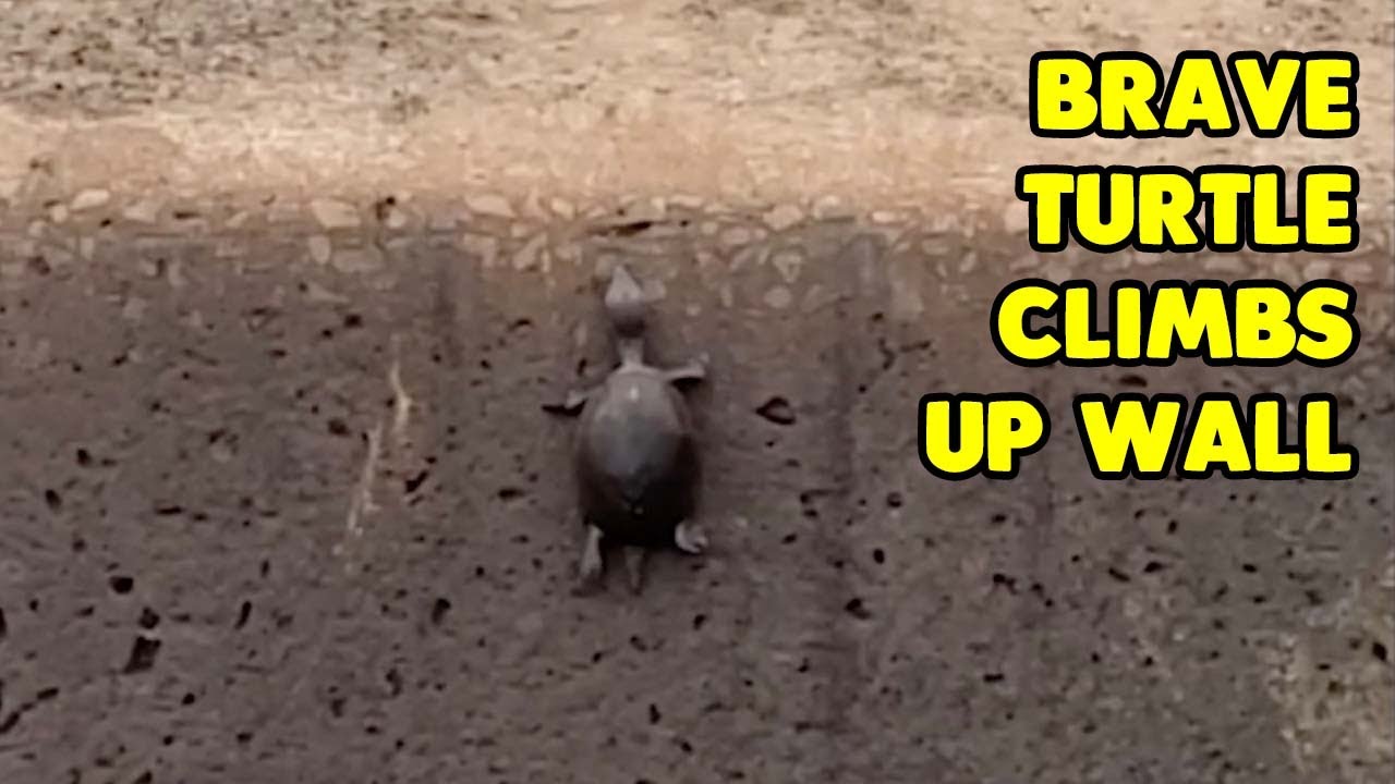 Brave Turtle Climbs Up Vertical Wall - YouTube