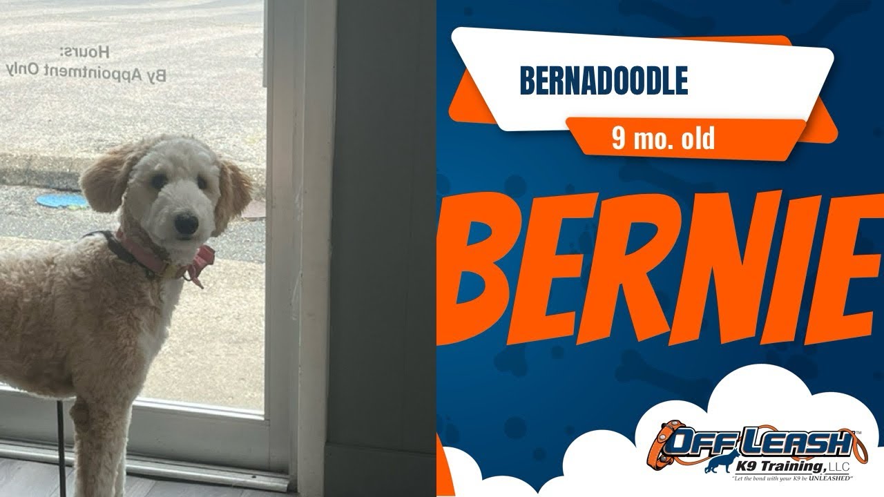 Amazing Transformation | Bernie | Freedom Board & Train | Bernedoodle ...