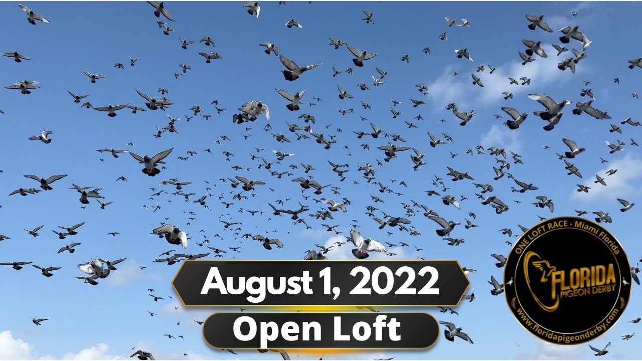 Florida Pigeon Derby 2025