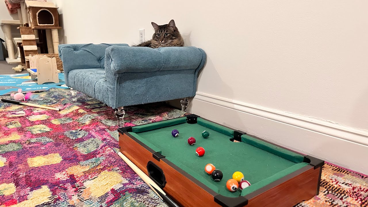 A professional 8 ball cat player and cat spectator - YouTube