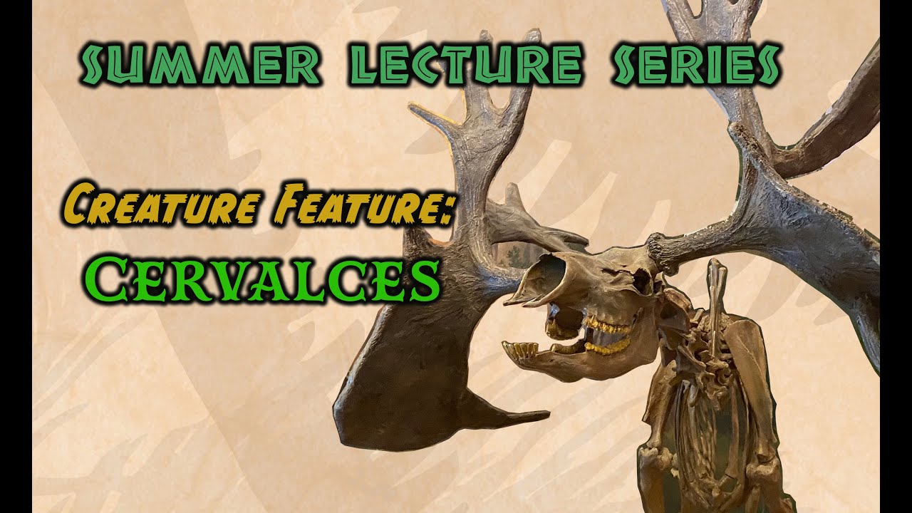 Creature Feature Cervalces - YouTube