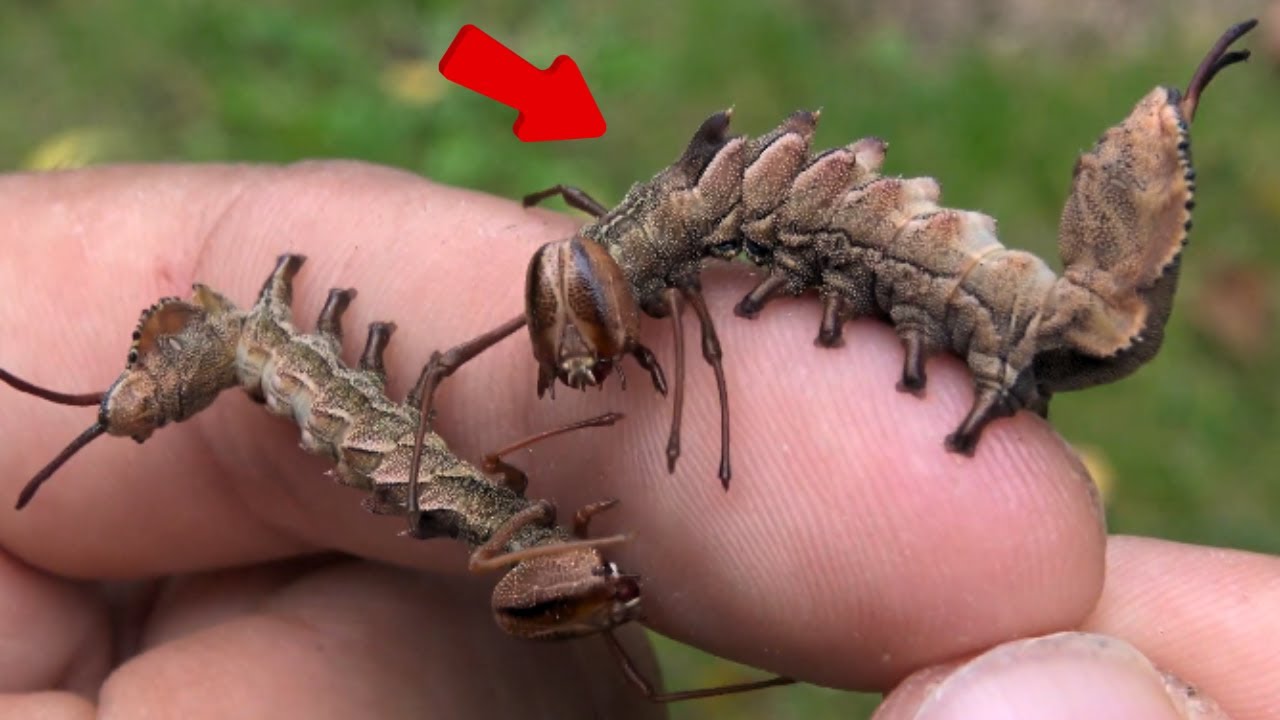 CRAZY Lobster Moth CATERPILLARS (Stauropus fagi): Raw footage ...