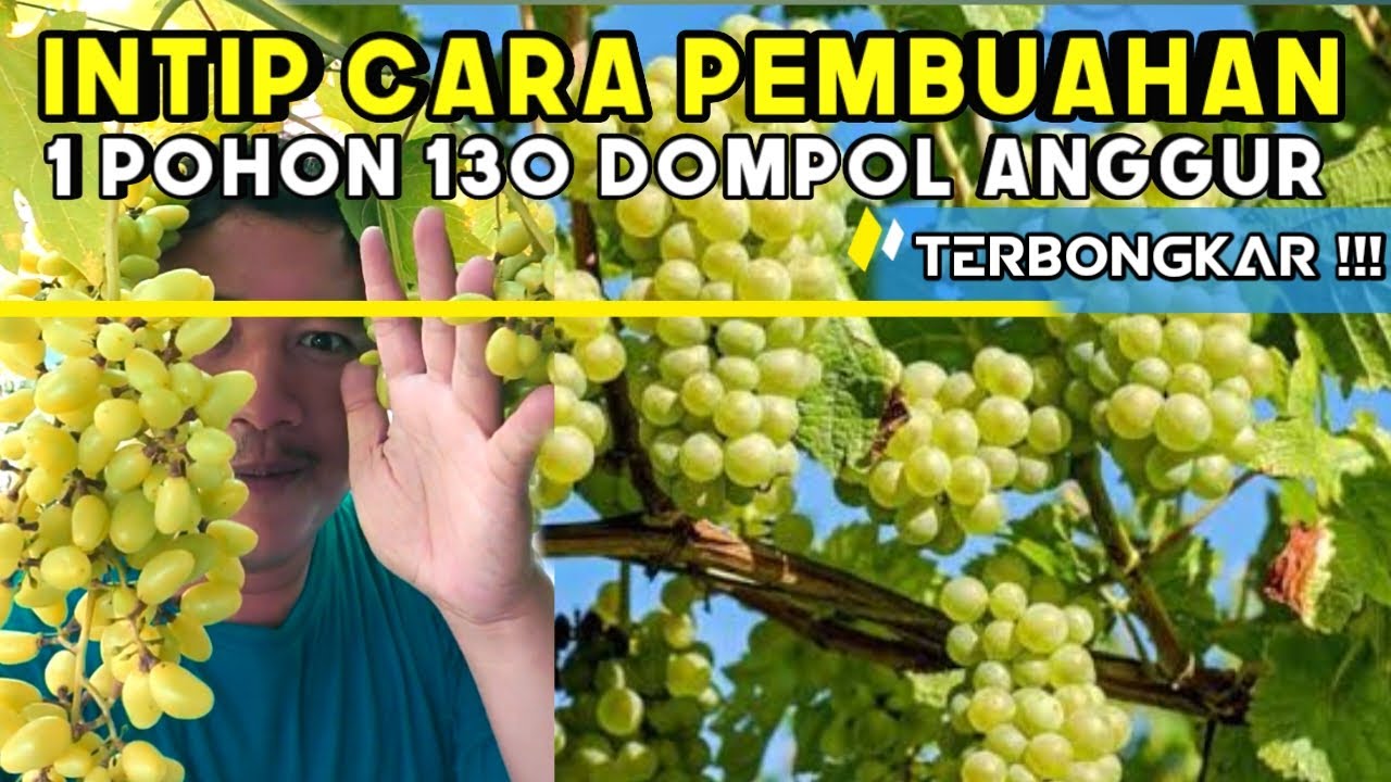 1 pohon 130 Dompol Anggur !! Gini Rahasia Pembuahan potes pucuk - YouTube