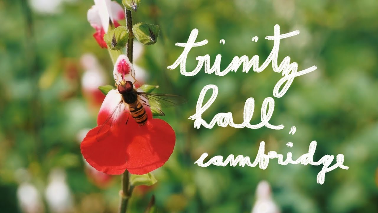 summer in wychfield gardens, trinity hall - YouTube