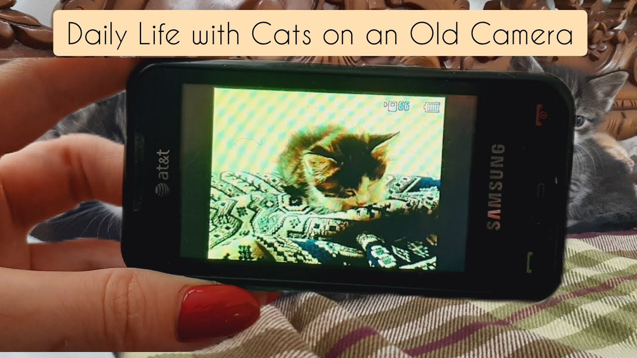 Forever in the 2000s with Our Cats ♡ - YouTube