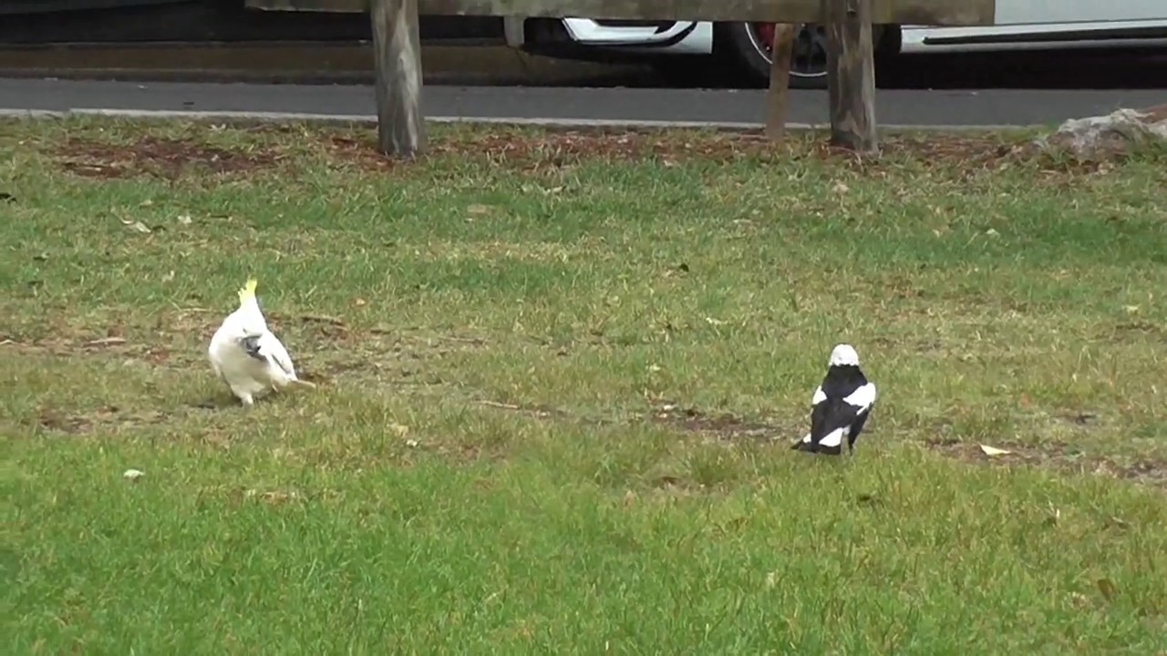 A cockatoo & magpie fighting - YouTube