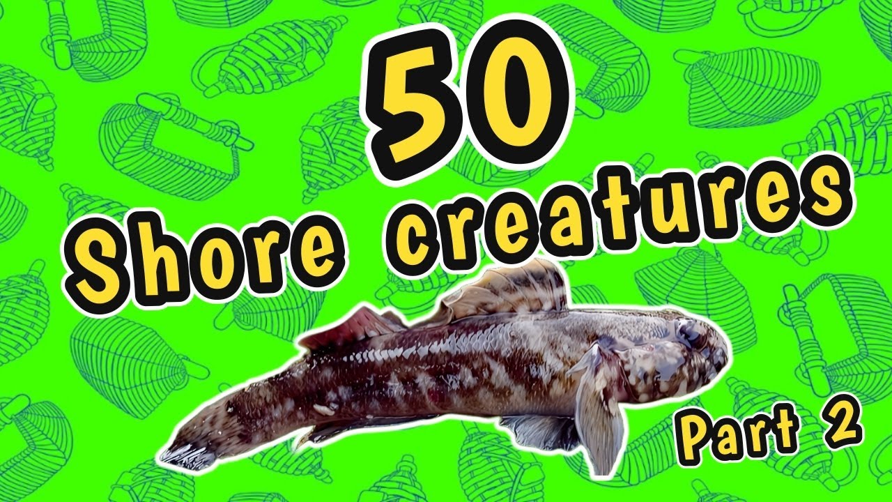 50 Shore Creatures - Part 2 - Sea Creatures you can find on a British ...