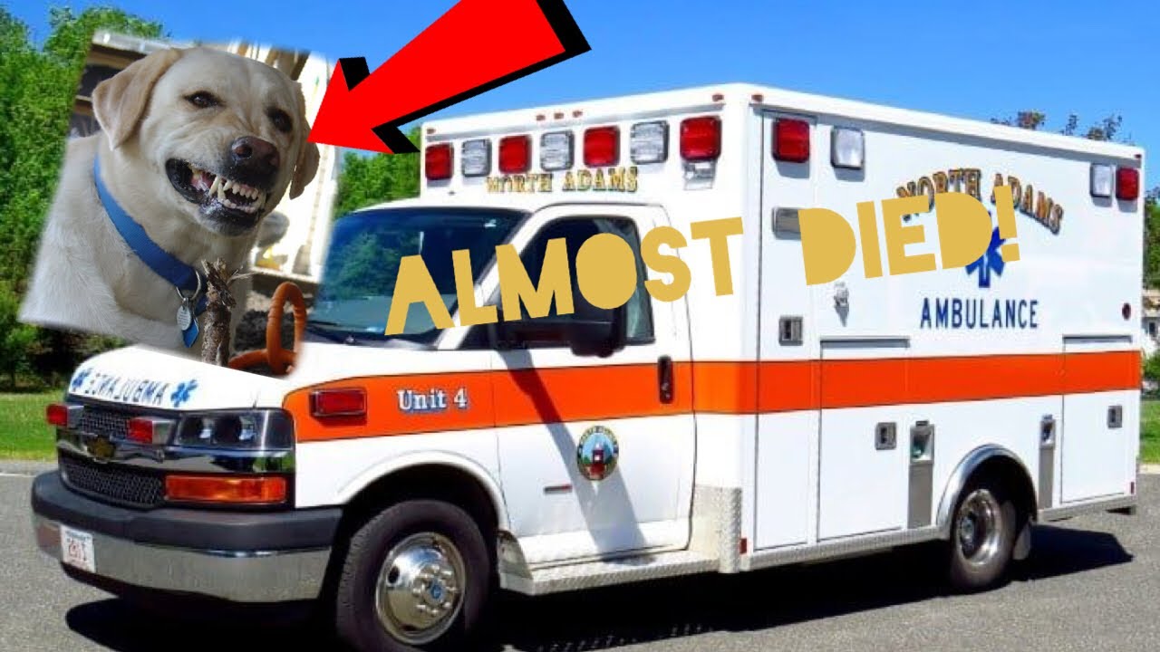 I GOT ATTACKED BYE 100 POUND LAB!!!!!! - YouTube