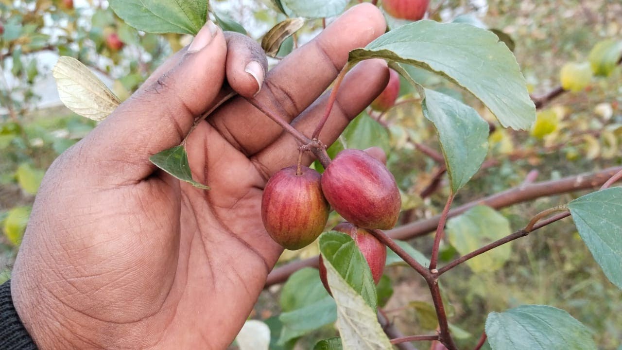 Kashmiri Apple ber plant. - YouTube