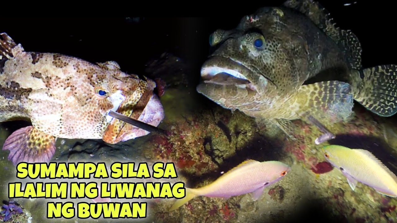 eps.195 DIVE 1 SUMAMPA SILA SA ILALIM NG LIWANAG NG BUWAN😱 #fishing # ...