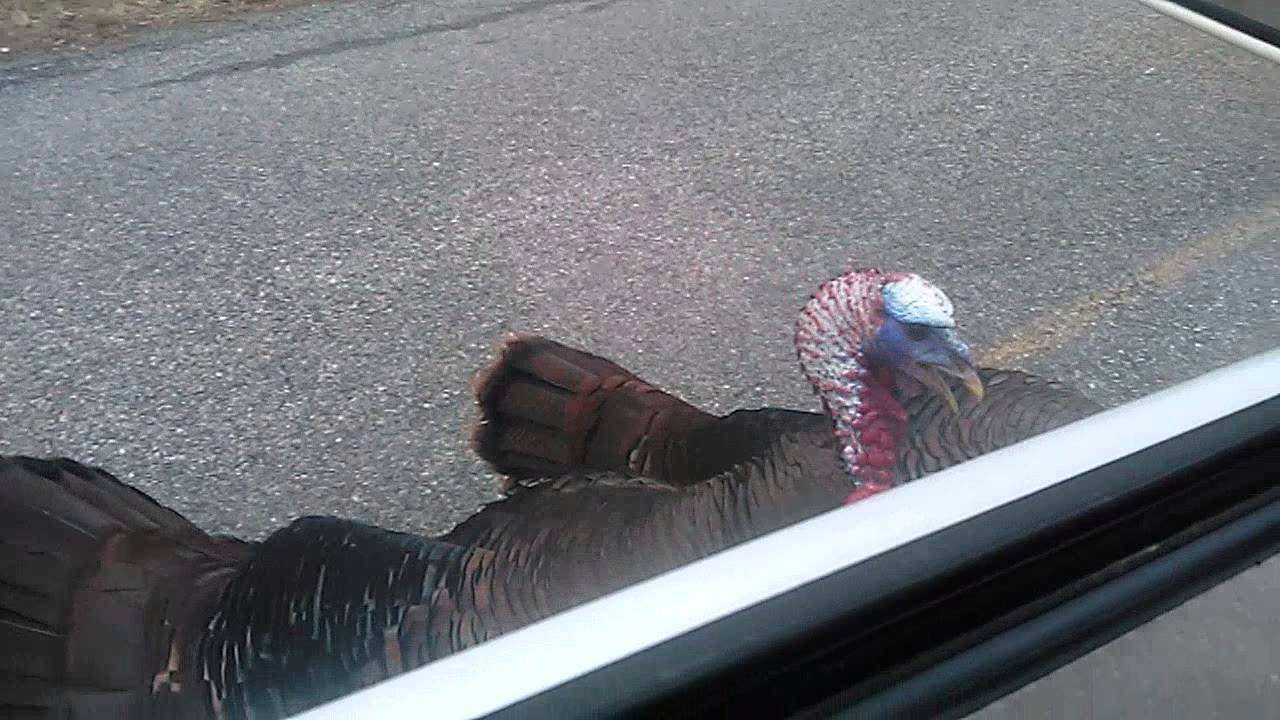 Wild Turkeys attacks car - YouTube