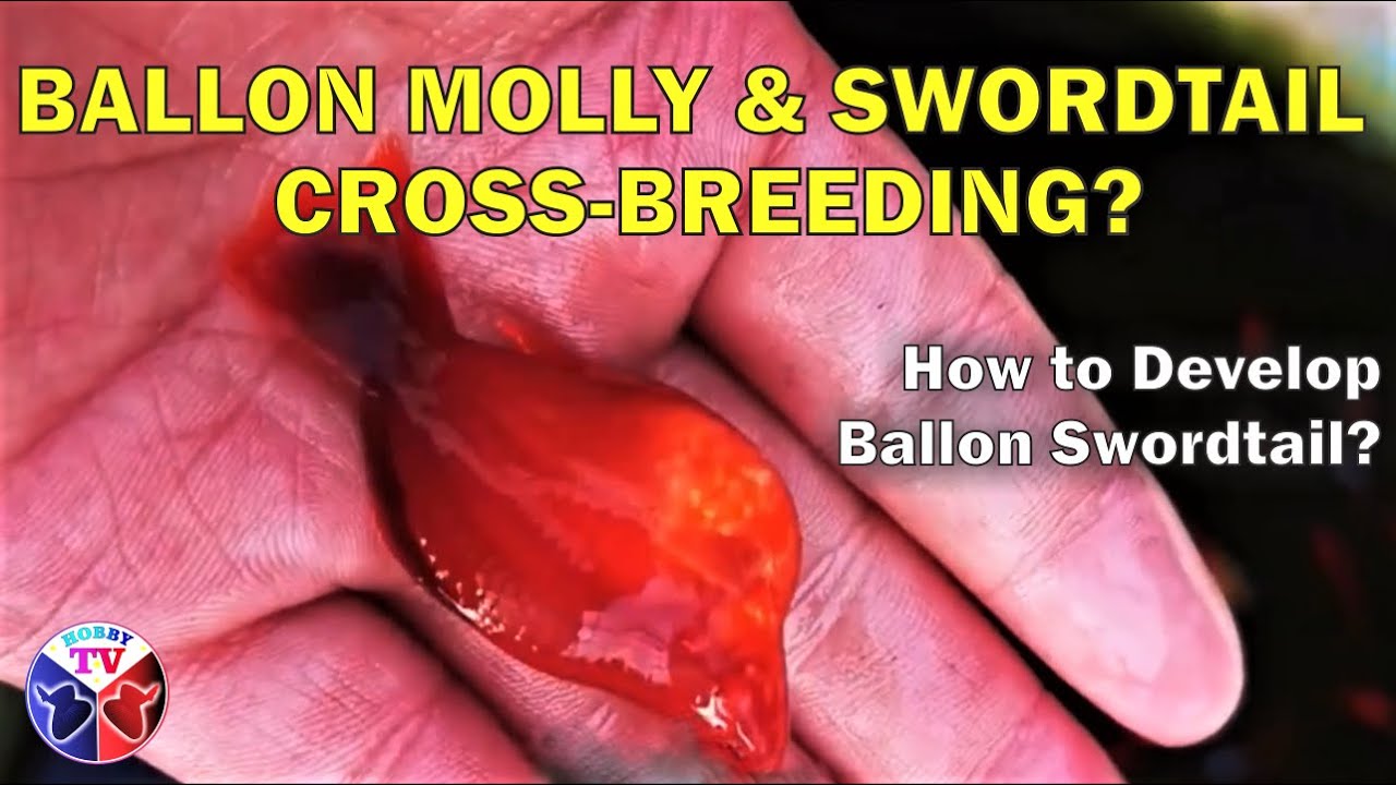 Molly & Swordtail Fish Crossbreeding! - YouTube
