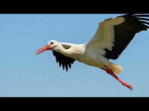 Leylek Baba 🎧 Anadolu Folk Müzik