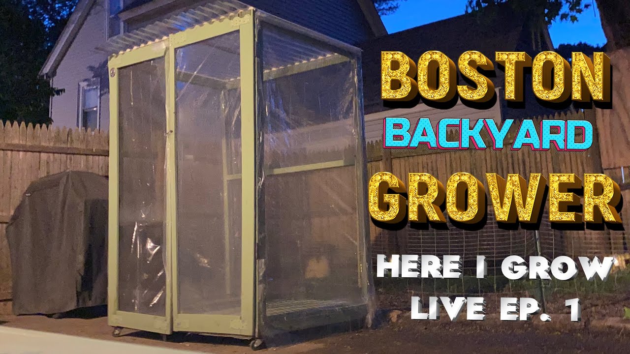 Autoflower Cannabis Outdoor Grow 2023 - Here i Grow Live Ep.1 - YouTube