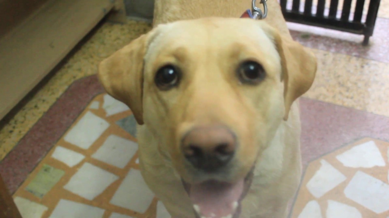 labra dog funny dog cutest labra || lappy second video ||dog channel ...