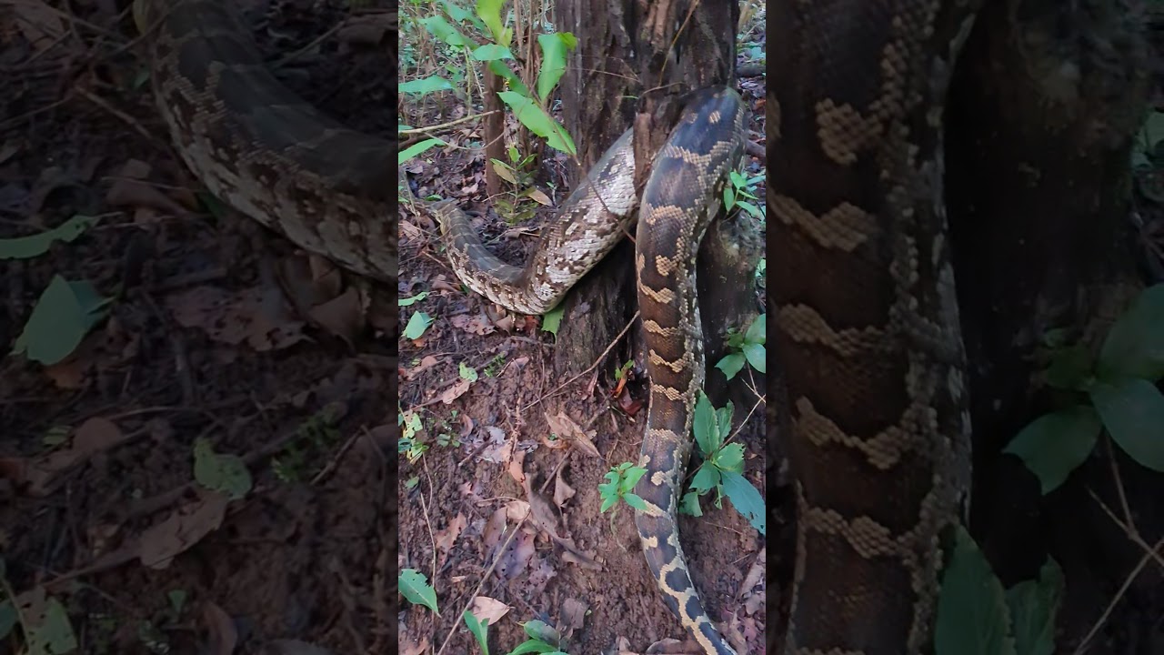 Indian rock python #shorts #snake #animal #goa #rescue #indianrockpython #wildlife #nature - YouTube