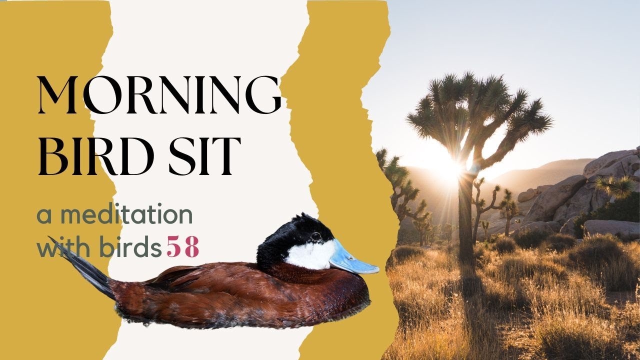 Mindful Birding - A Meditation with Birds # FIFTY EIGHT (#birdsit ...