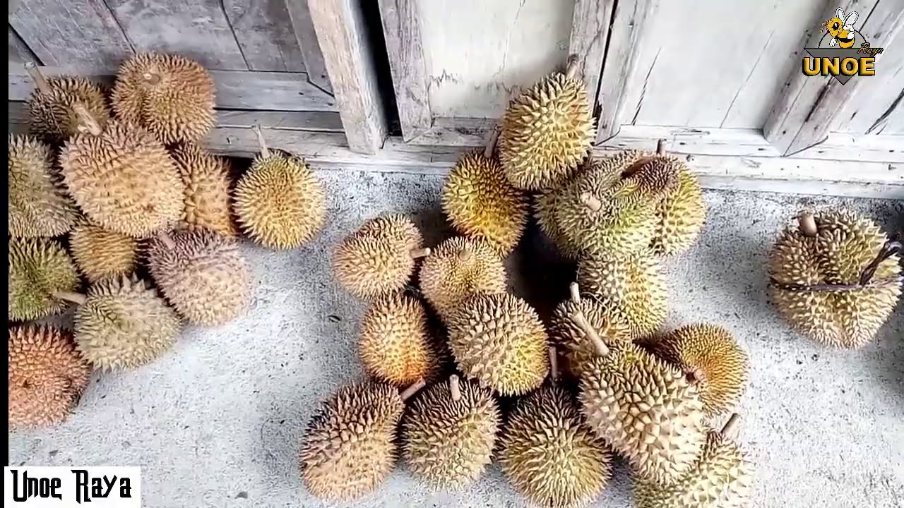 Berburu durian Tangse bersama keluarga - YouTube