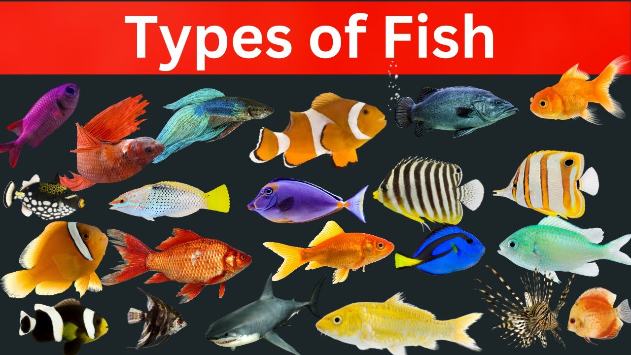 Types of fish| Fish name in english | Fish name for kids |kiddo kids ...