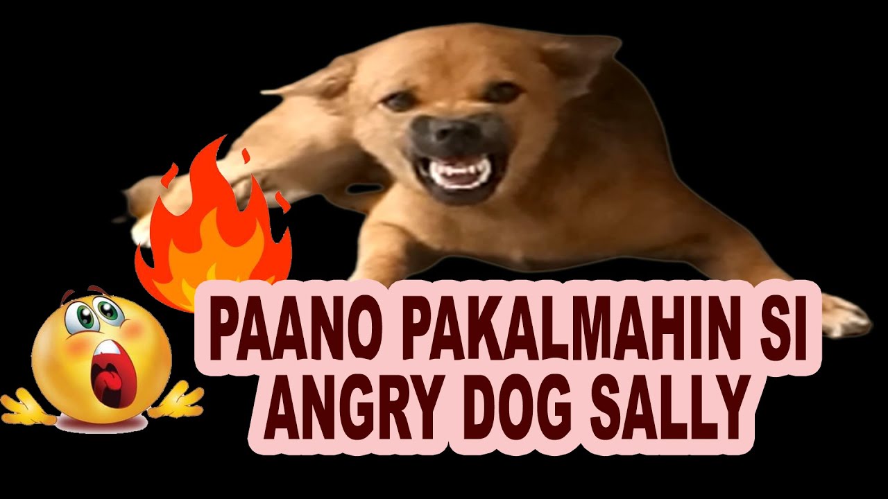 PAANO PAKALMAHIN ANG ANGRY DOG | Kopika #reaction #angrydog #dog - YouTube