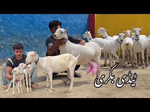 Russian Teddy goat 2026russian teddy goatTeddy Bakri farmTeddy Bakri farmteddy bakri 