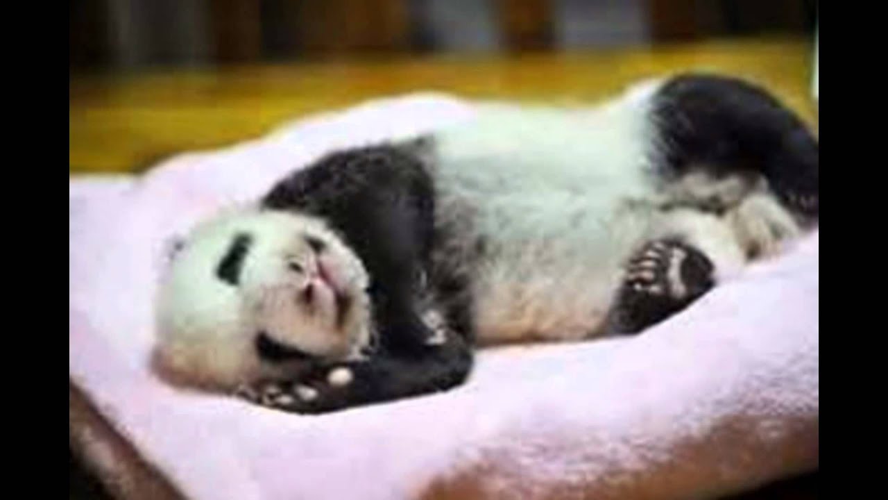 baby pandas - YouTube