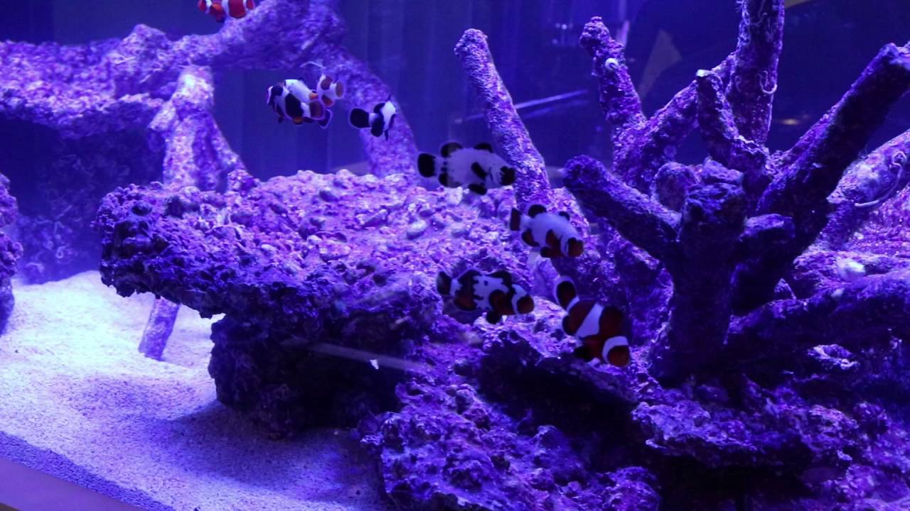 Planet Aquarium drop-off tank Macna 2016 - YouTube