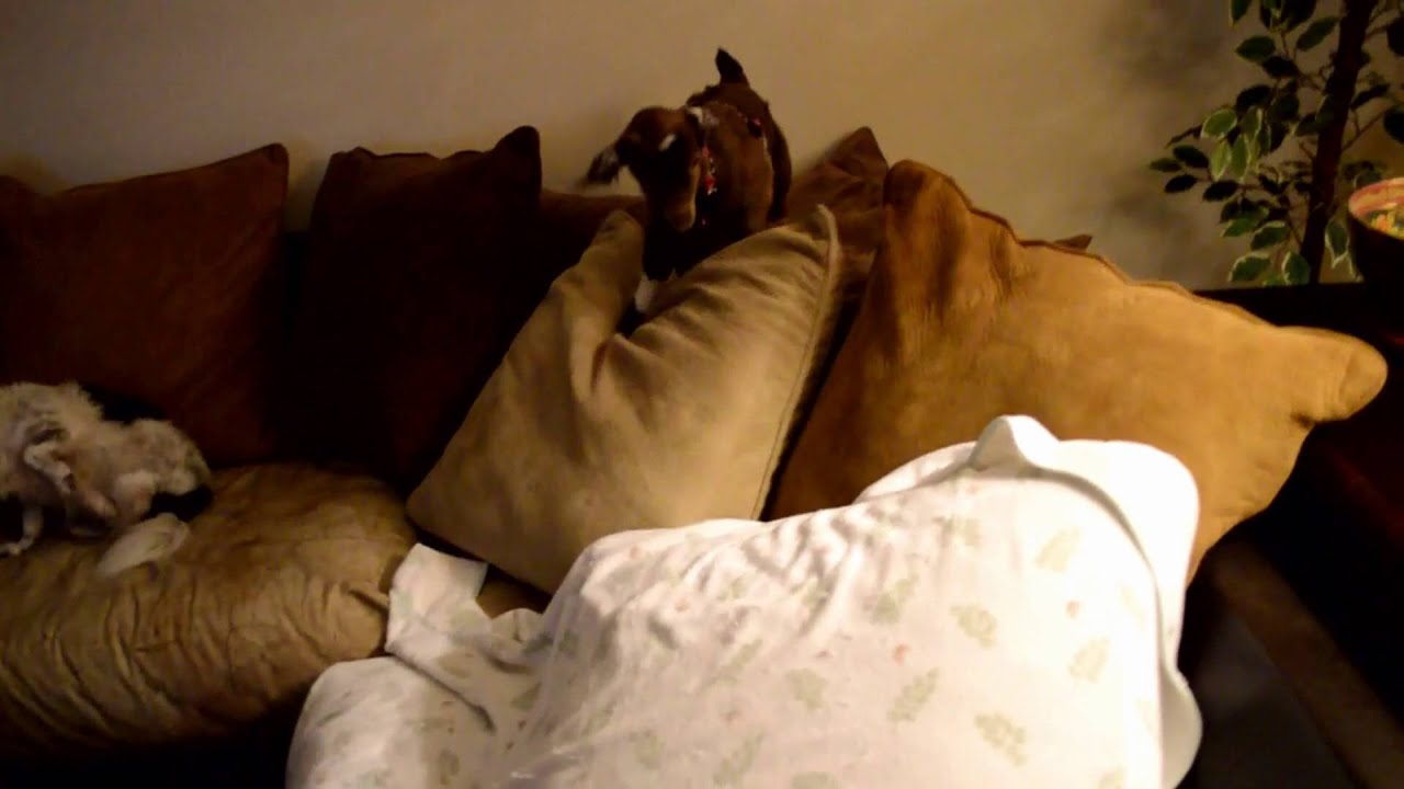 BB the Goat - YouTube