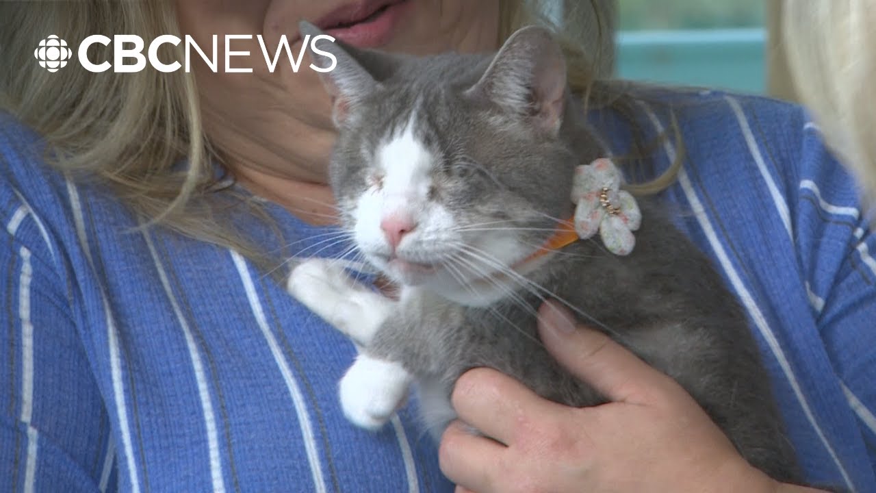 This blind tabby cat from Steinbach, Man., stars in Stephen King film ...