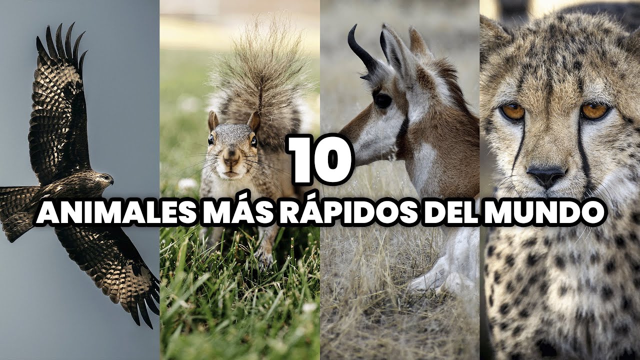 Los 10 Animales más Rápidos del Mundo | Los Animales más Veloces del ...
