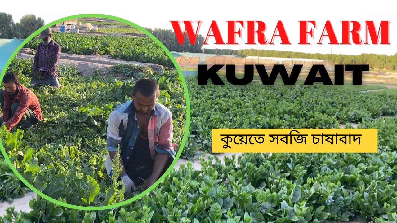 Wafra Farm Kuwait - কুয়েতে সবজি চাষাবাদ - YouTube