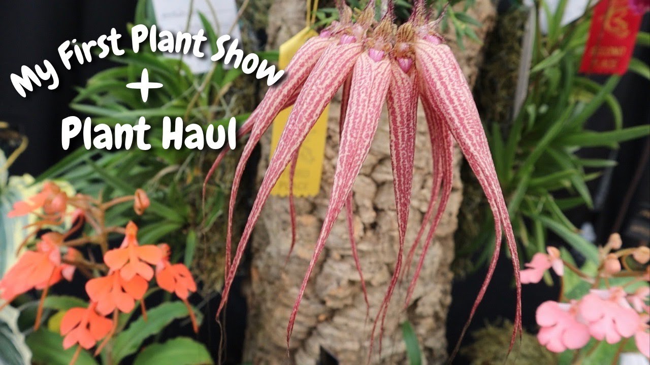 My First Plant Show Ever + Plant Haul - YouTube
