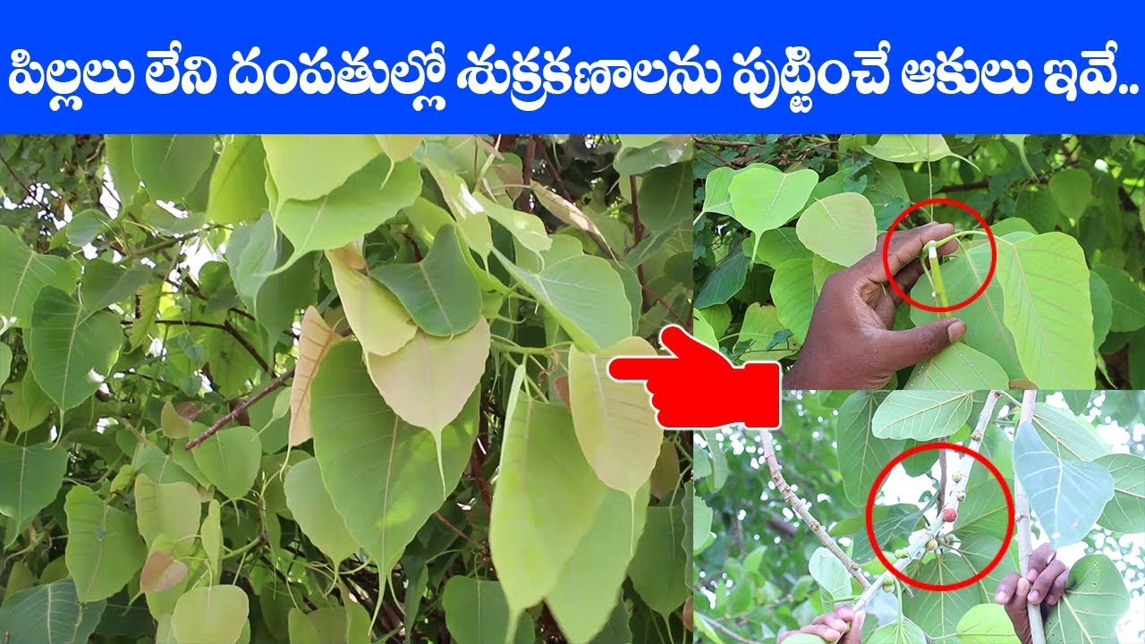 పిల్లలు లేని దంపతుల్లో పిల్లల్ని పుట్టించే ఆకులు ఇవే..! Raavi Chettu or ...